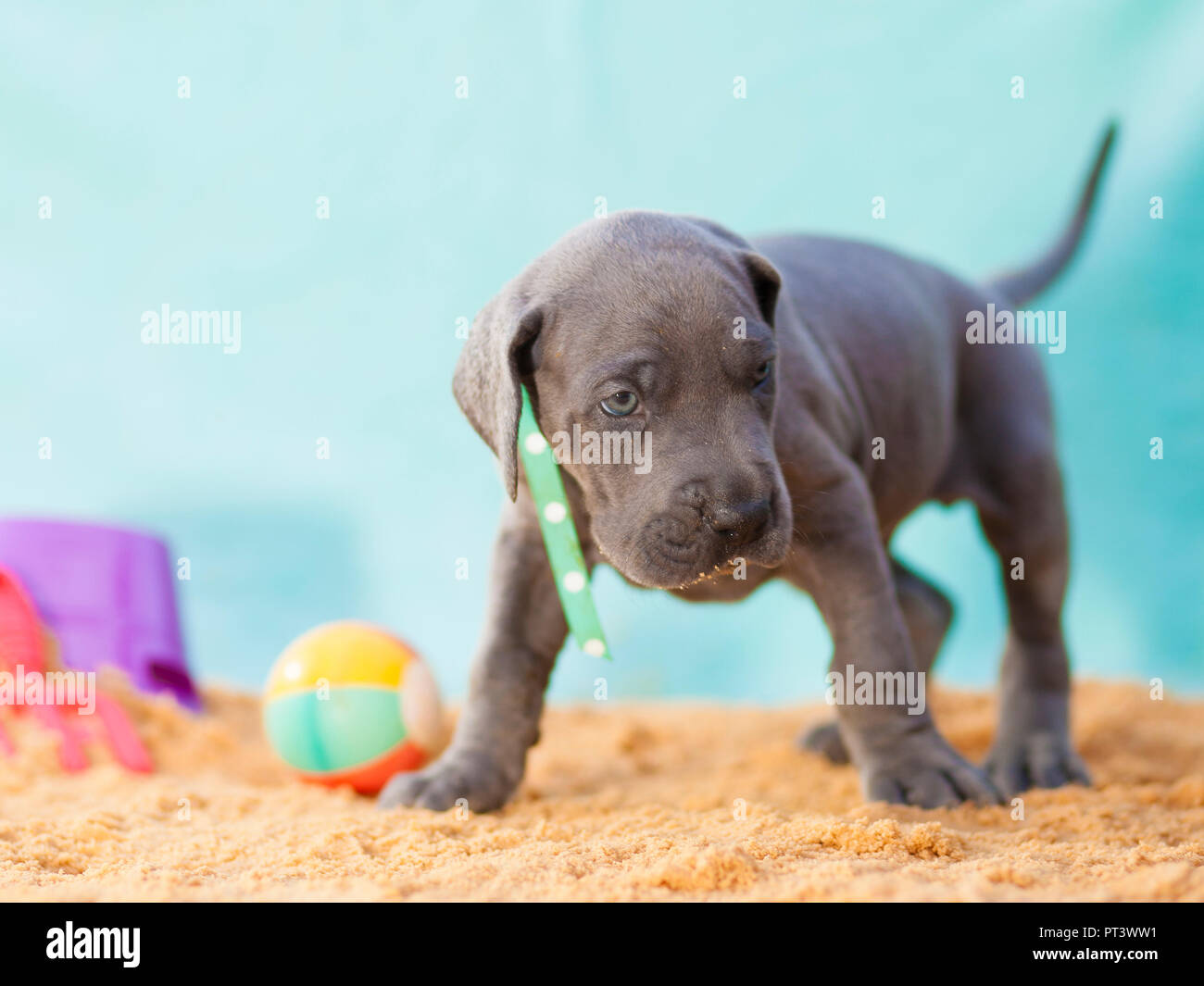 Purebred Great Dane puppy on sand that looks like it is ready to fight ...