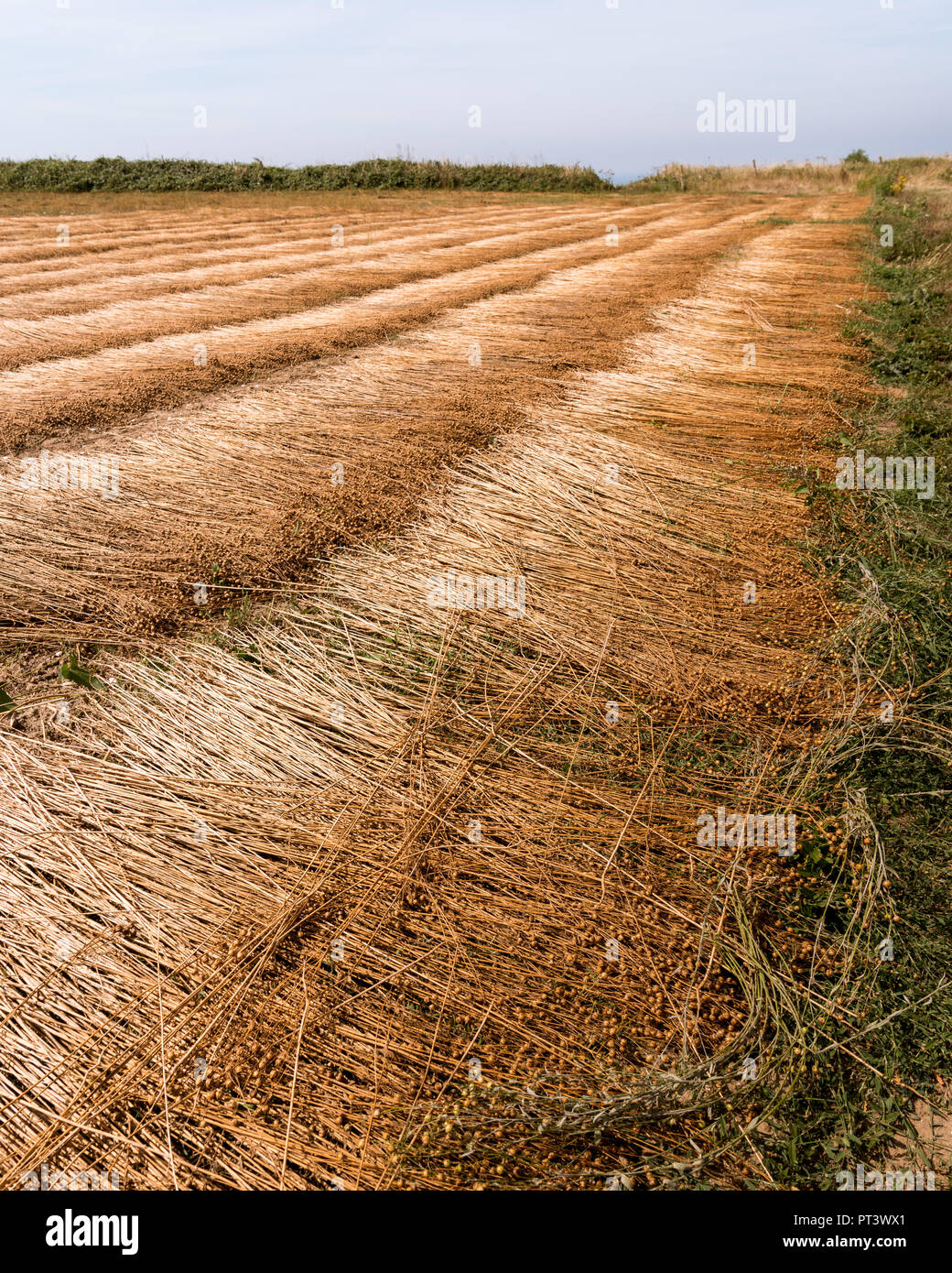 Harvesting flax hi-res stock photography and images - Alamy