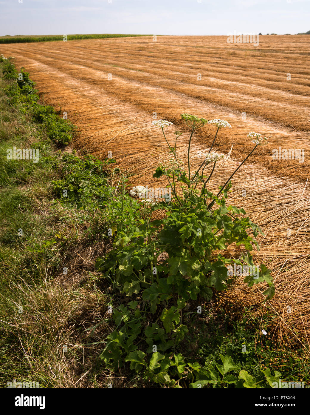 Harvesting flax hi-res stock photography and images - Alamy