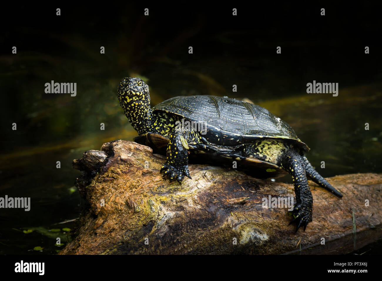 Reed turtle hi-res stock photography and images - Alamy