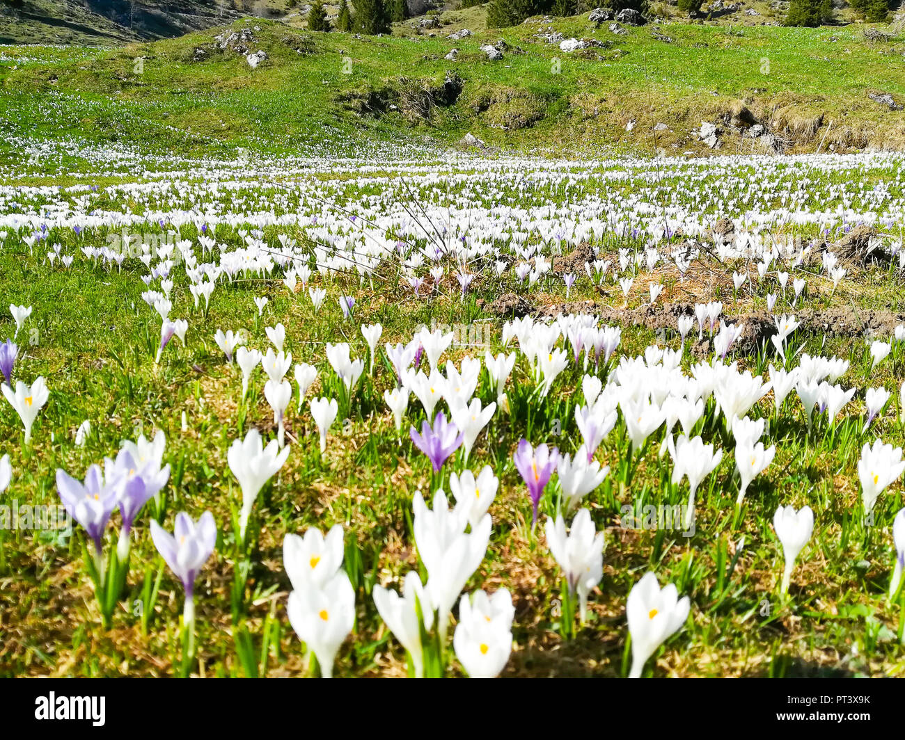 Field of spring pasqueflower. Mountain flowers on springtime Stock ...