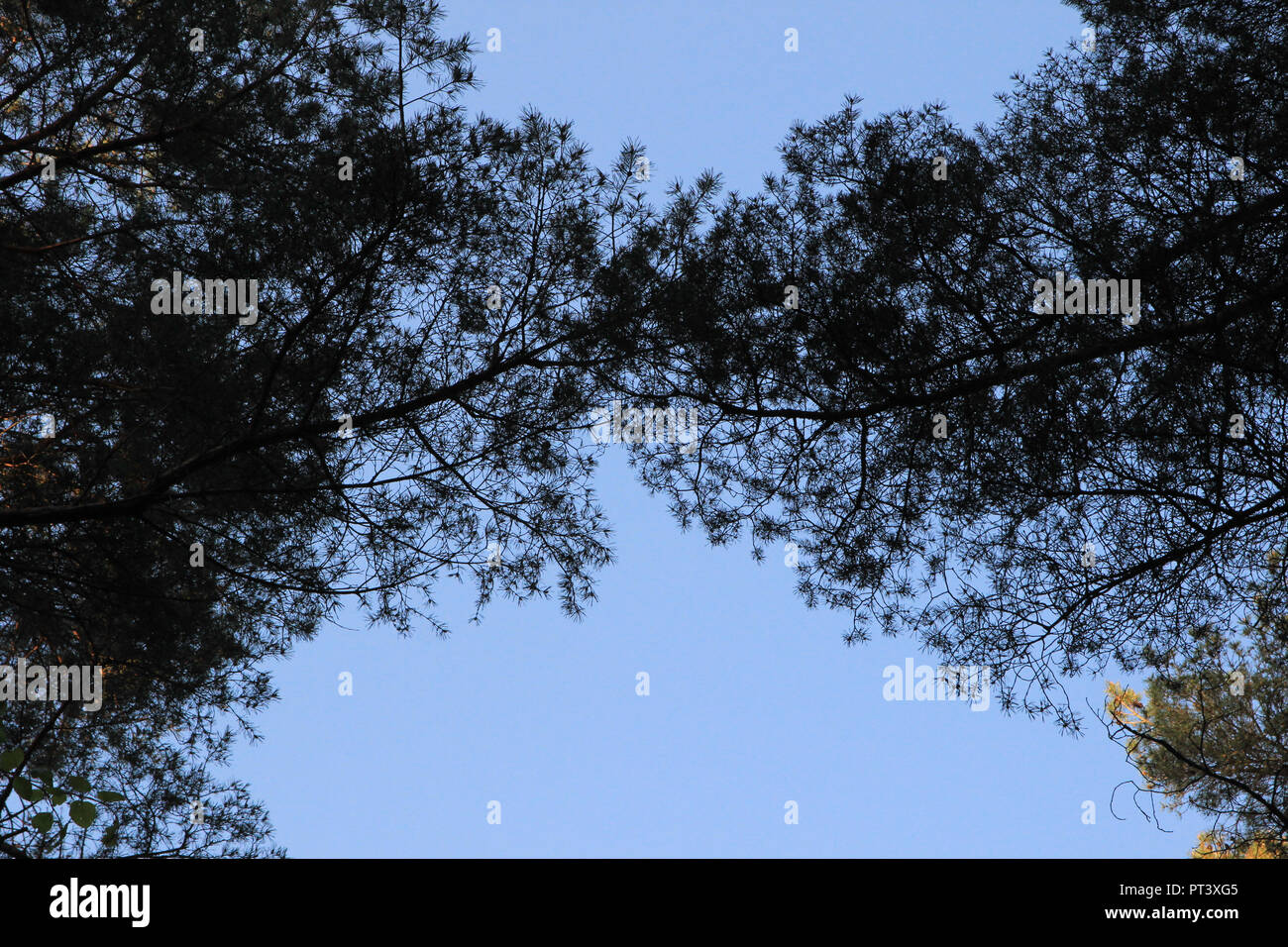 View of the sky and the surrounding trees Stock Photo - Alamy