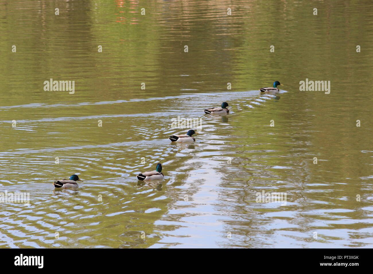 Ducks swimming line hi-res stock photography and images - Alamy