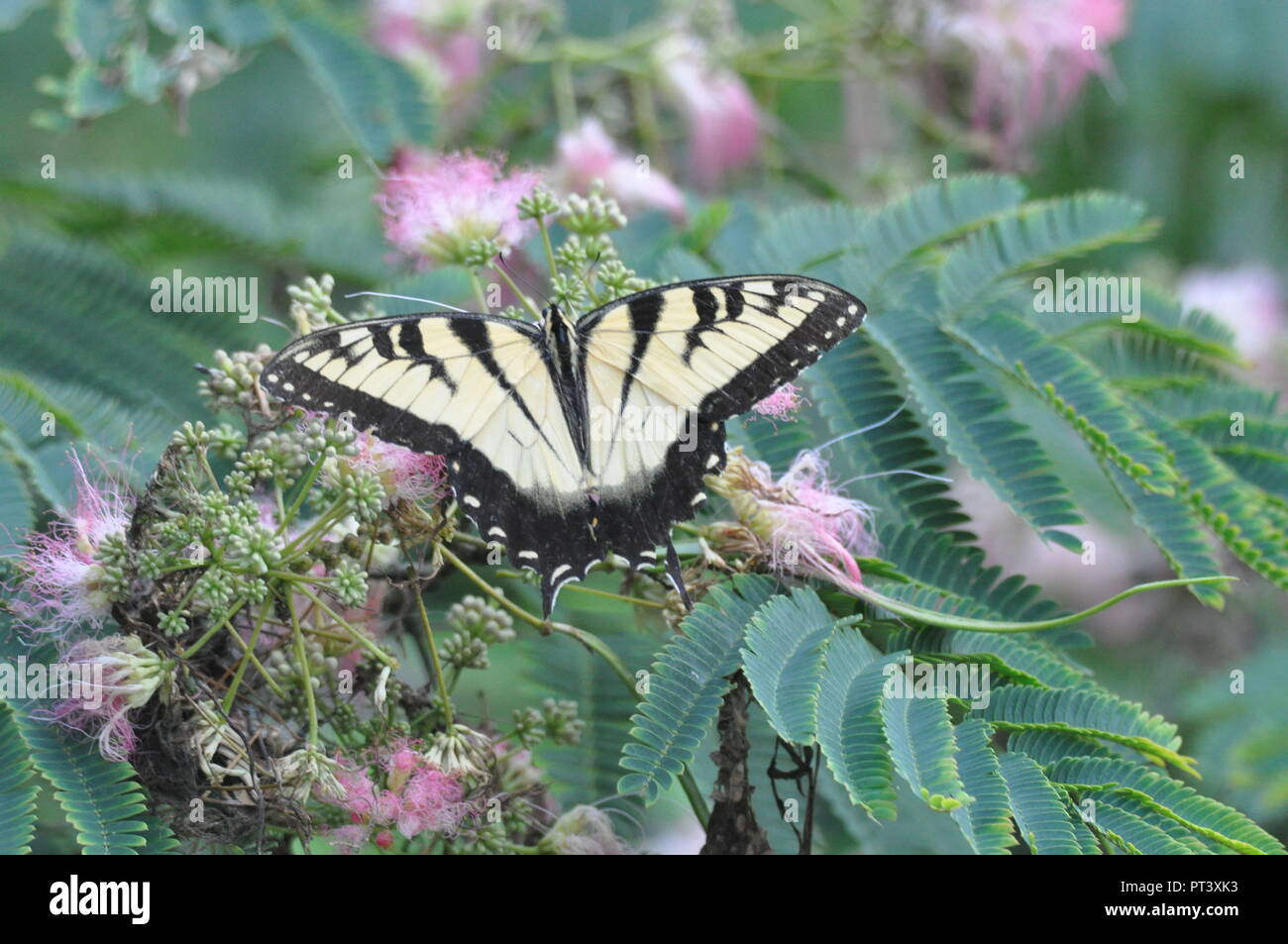 Mimosa butterfly hi-res stock photography and images - Alamy