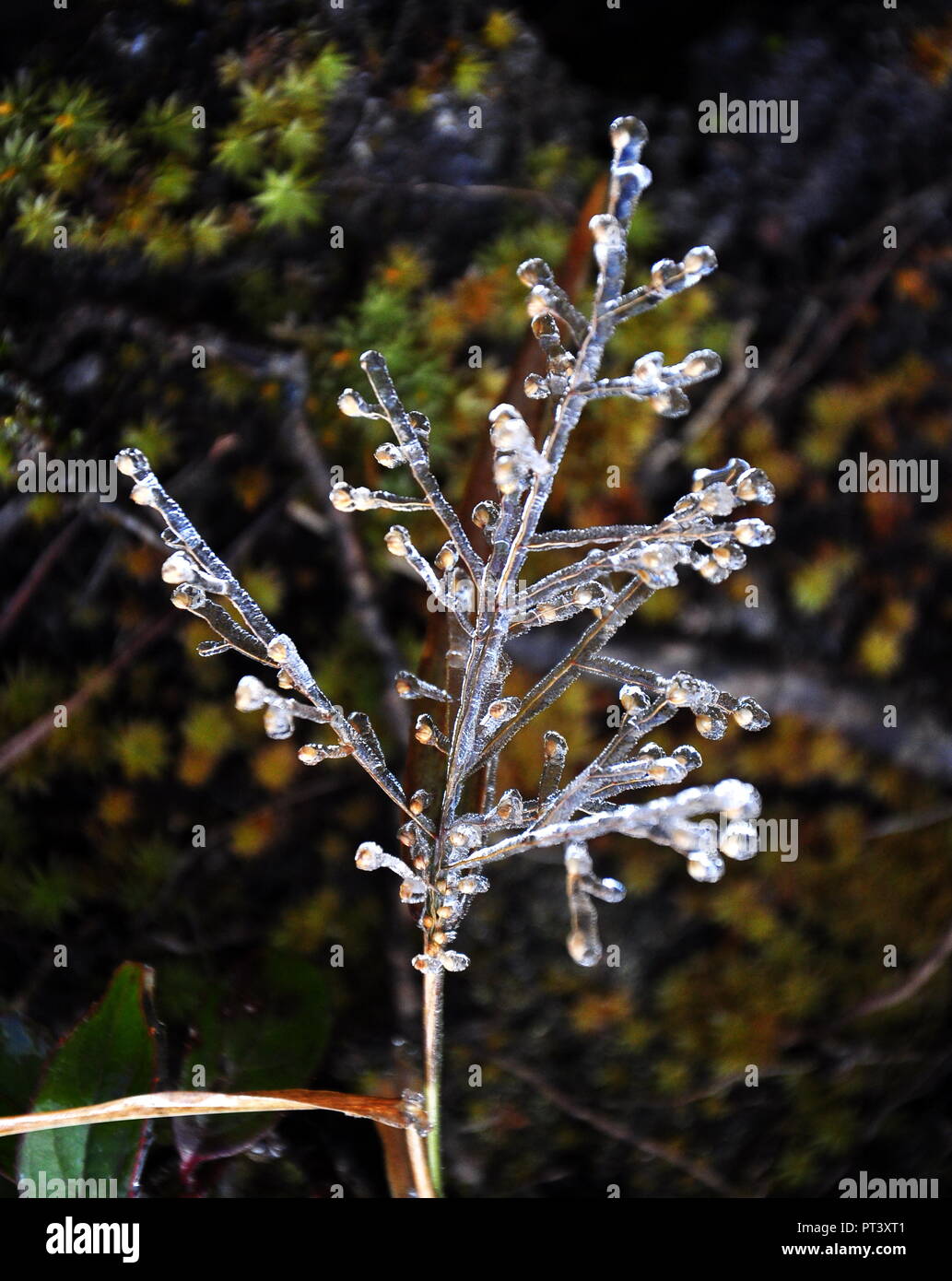 The ice flower Stock Photo - Alamy
