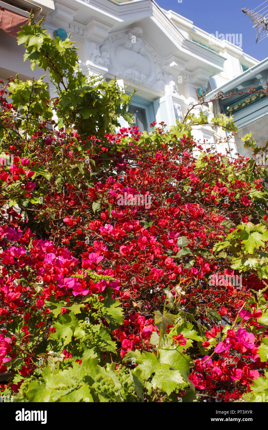 NICE, FRANCE - APRIL 22 2017: red flowers in Nice, with a white ...