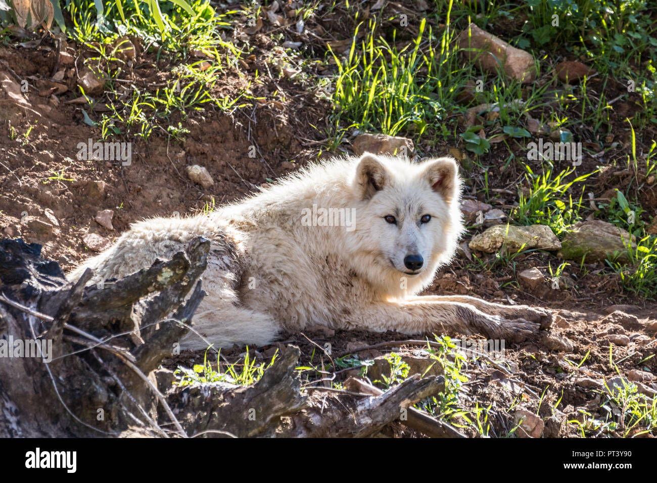 White timber wolf howling in hi-res stock photography and images - Alamy