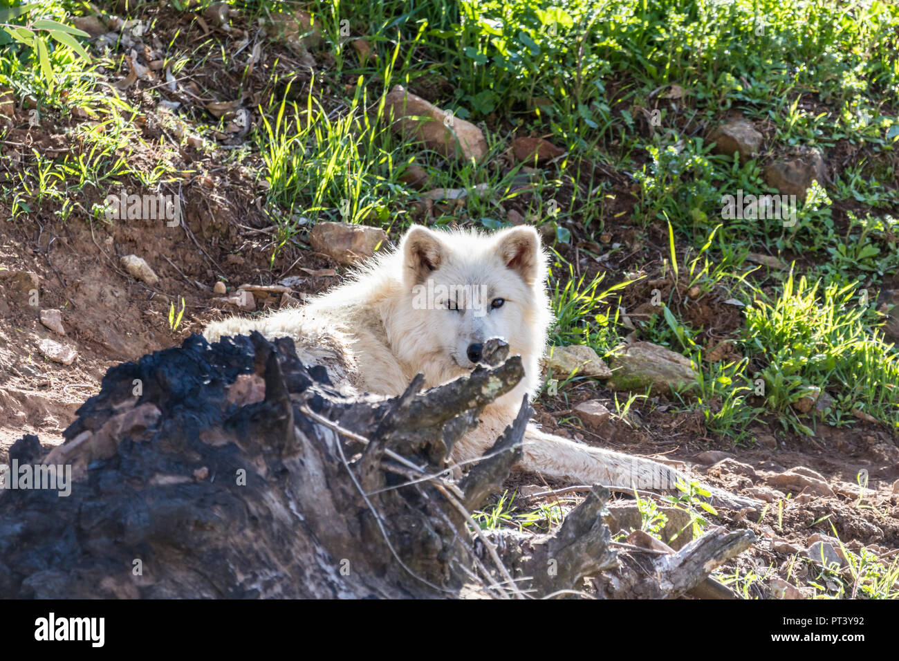 White Alpha Male Arctic Wolf High Resolution Stock Photography and ...