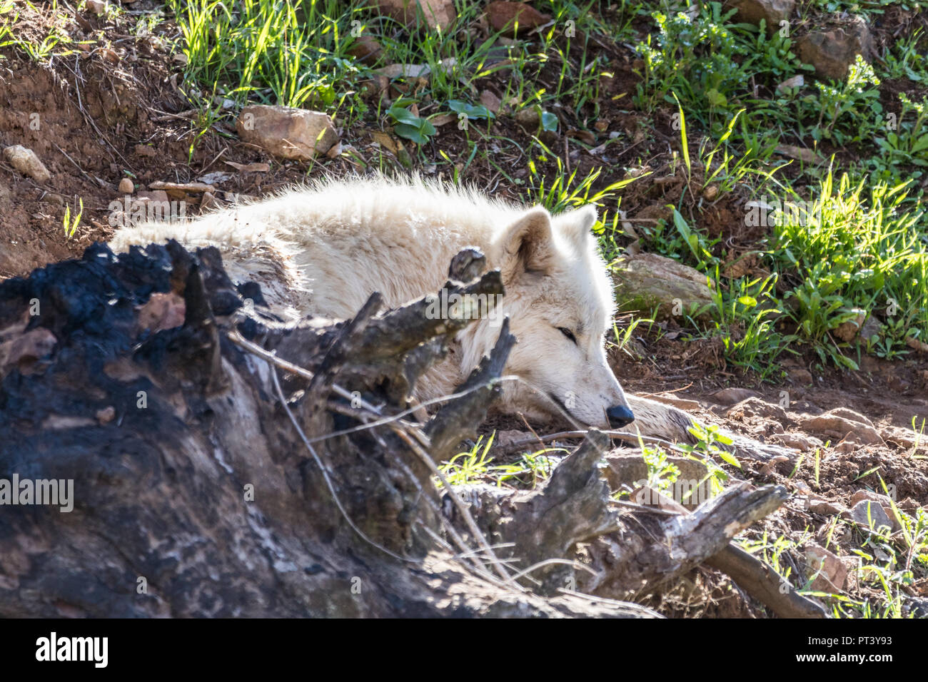 White wolf or arctic wolf close up in nature Stock Photo - Alamy