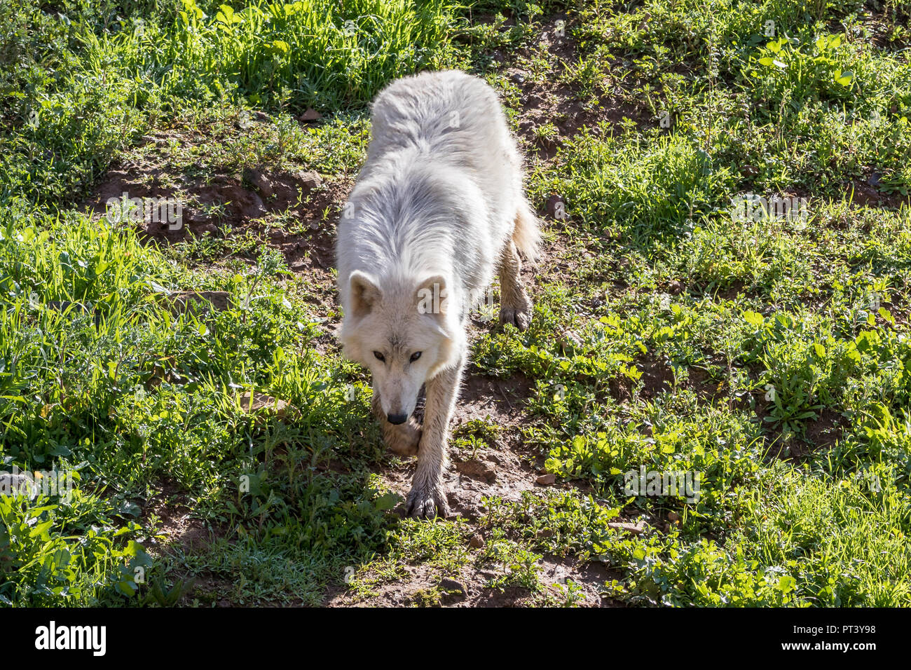 Arctic wolf teeth closeup hi-res stock photography and images - Alamy