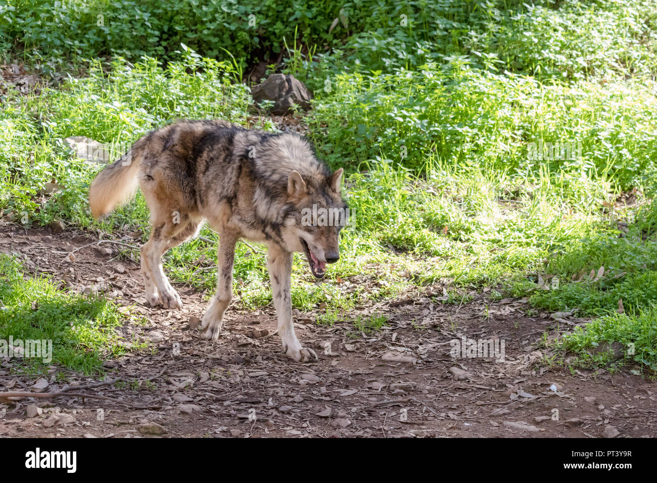 Grey Wolf (Canis lupus) in the nature Stock Photo - Alamy