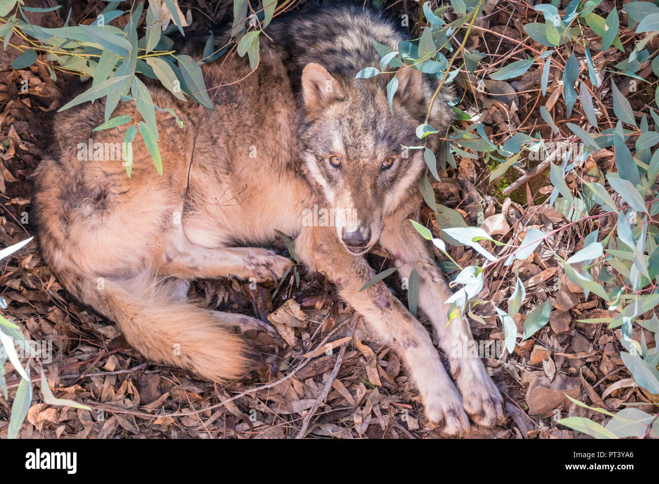 Grey Wolf (Canis lupus) in the nature Stock Photo - Alamy