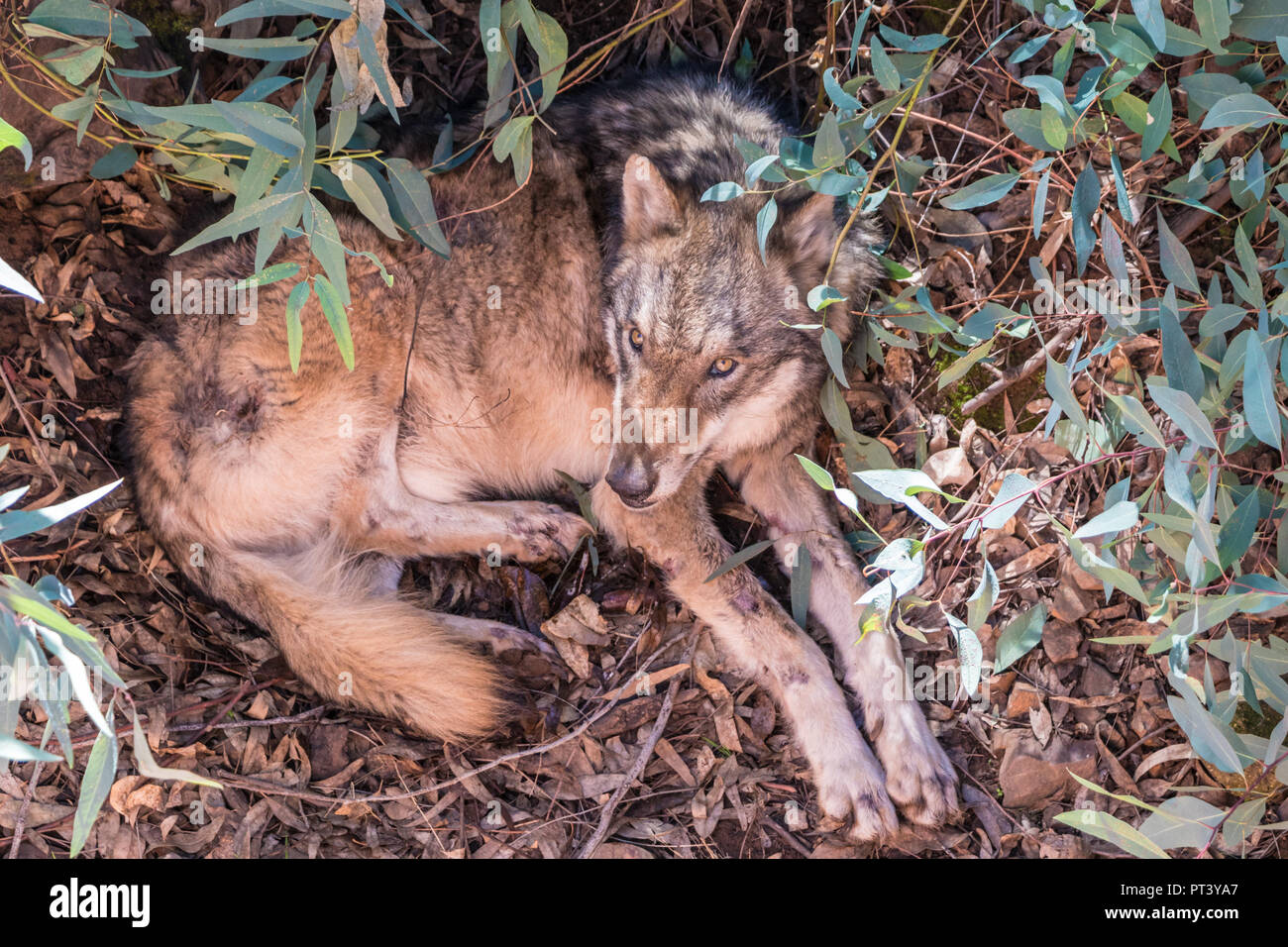 Grey Wolf (Canis lupus) in the nature Stock Photo - Alamy