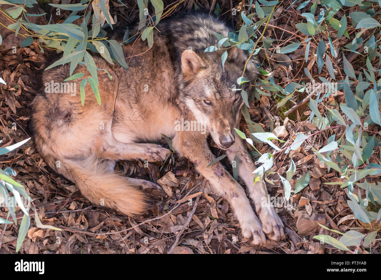 Grey Wolf (Canis lupus) in the nature Stock Photo - Alamy