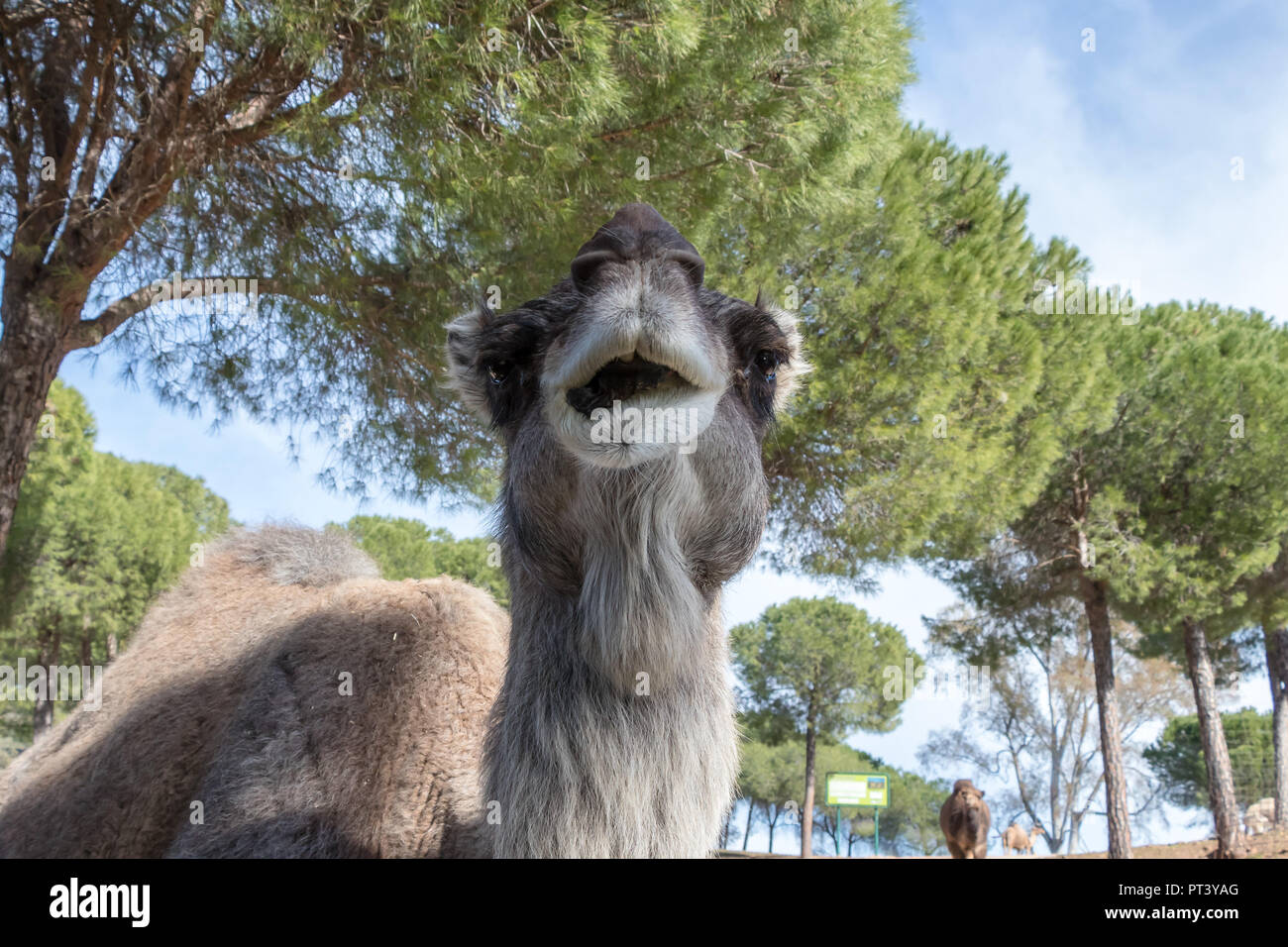 Camel, Dromedary (Camelus dromedarius Stock Photo - Alamy