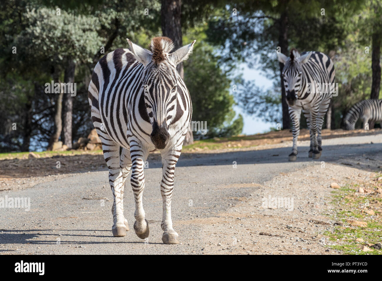 African natural habitat hi-res stock photography and images - Alamy