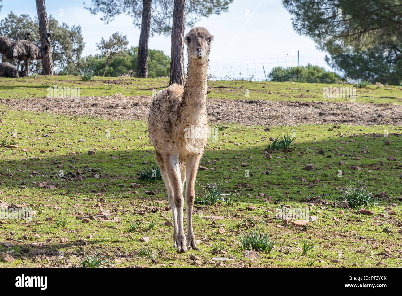 Portrait close up of cute guanaco in nature habitat Stock Photo - Alamy