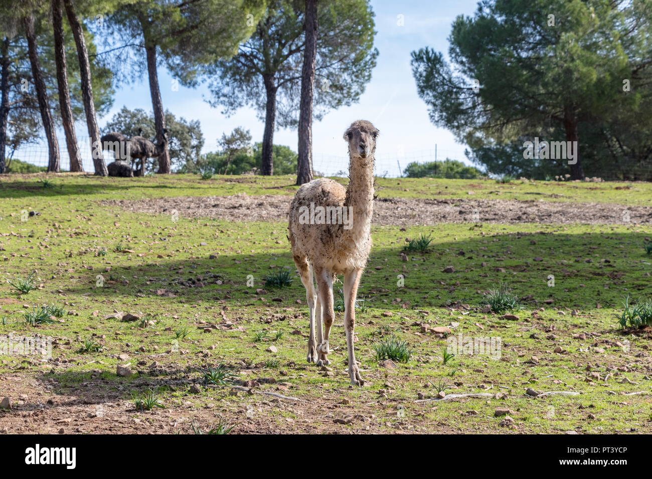 Portrait close up of cute guanaco in nature habitat Stock Photo - Alamy