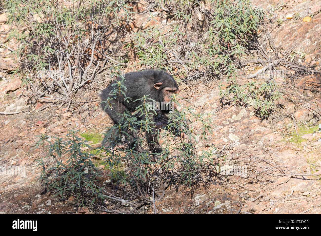 Bonobo mating hi-res stock photography and images - Alamy