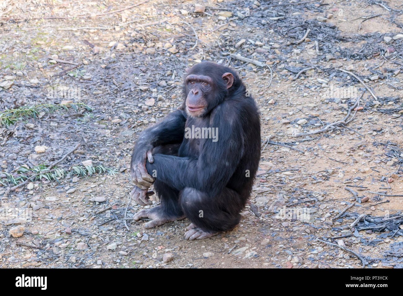 Chimpanzee in natural habitat Stock Photo - Alamy