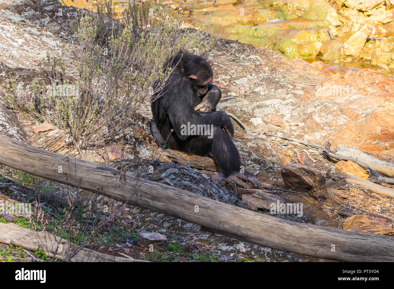 Bonobo mating hi-res stock photography and images - Alamy