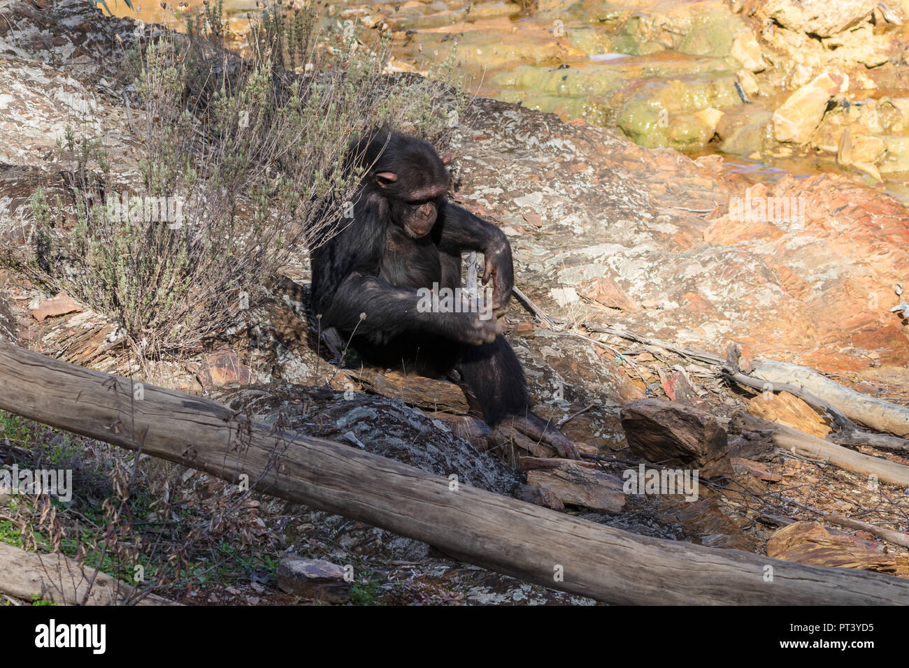 Chimpanzee in natural habitat Stock Photo - Alamy