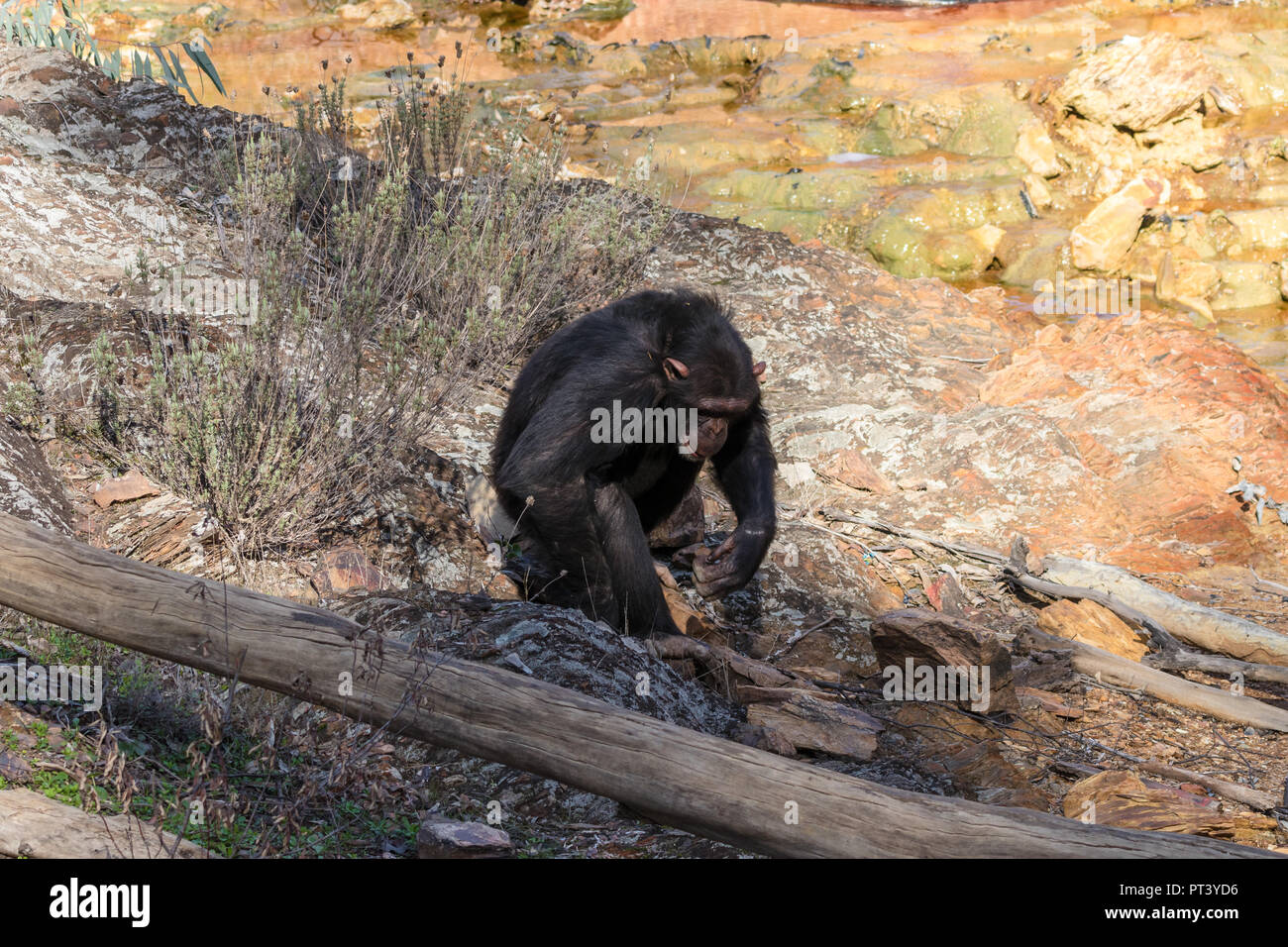 Chimpanzee in natural habitat Stock Photo - Alamy