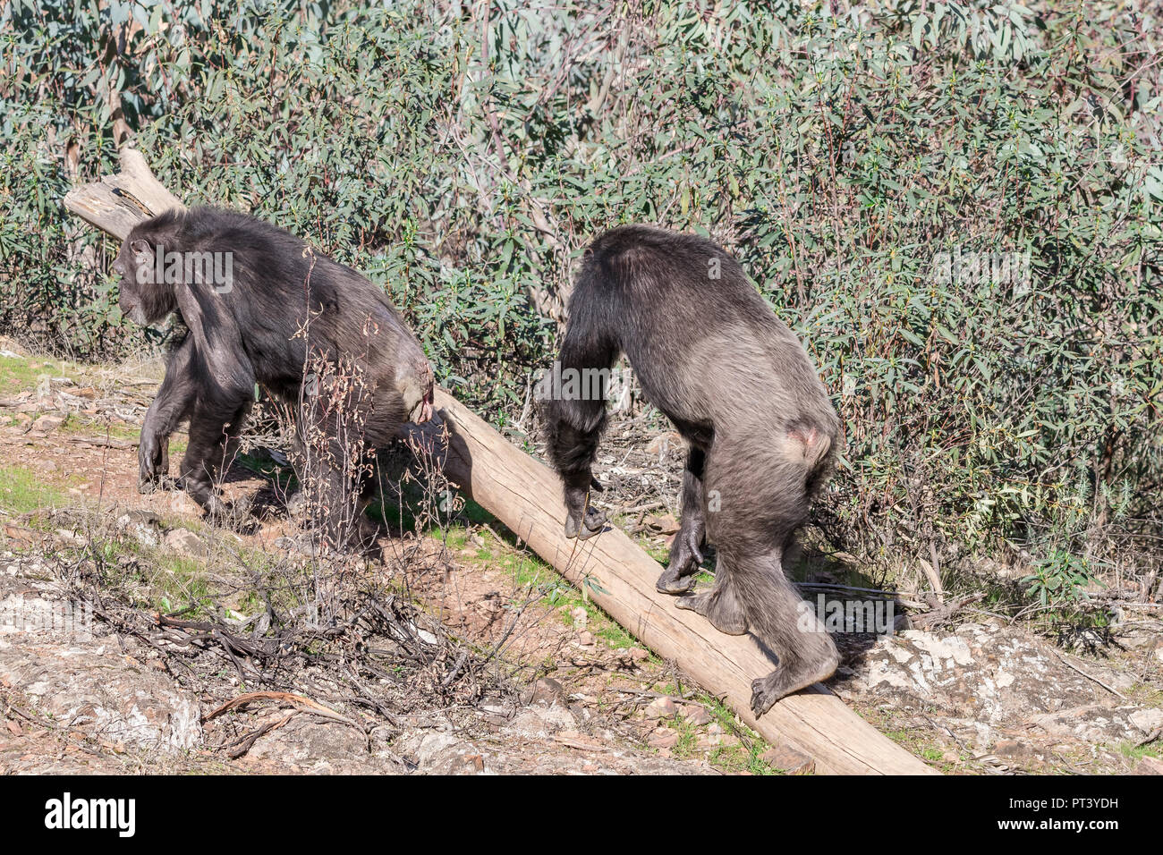 Chimpanzee male and female in mating season in natural habitat Stock ...