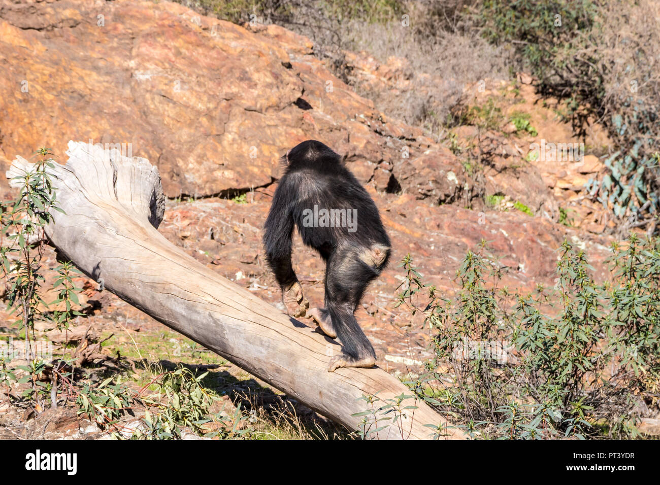 Bonobo mating hi-res stock photography and images - Alamy
