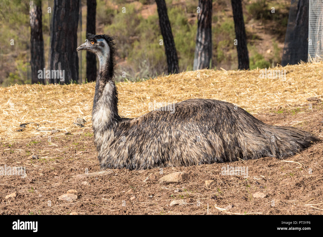 Australia wild Emu in nature reserve Stock Photo - Alamy