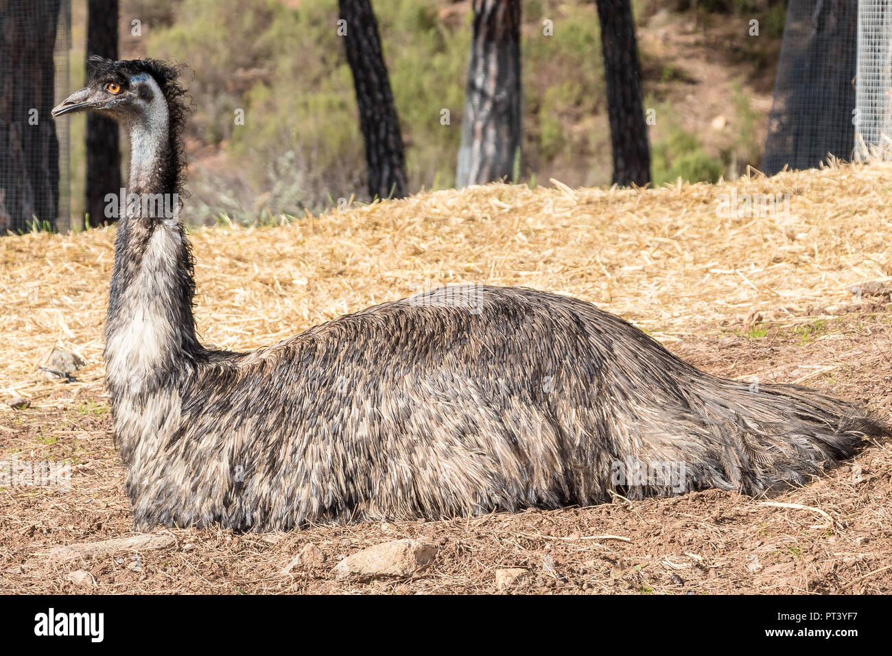 Australia wild Emu in nature reserve Stock Photo - Alamy