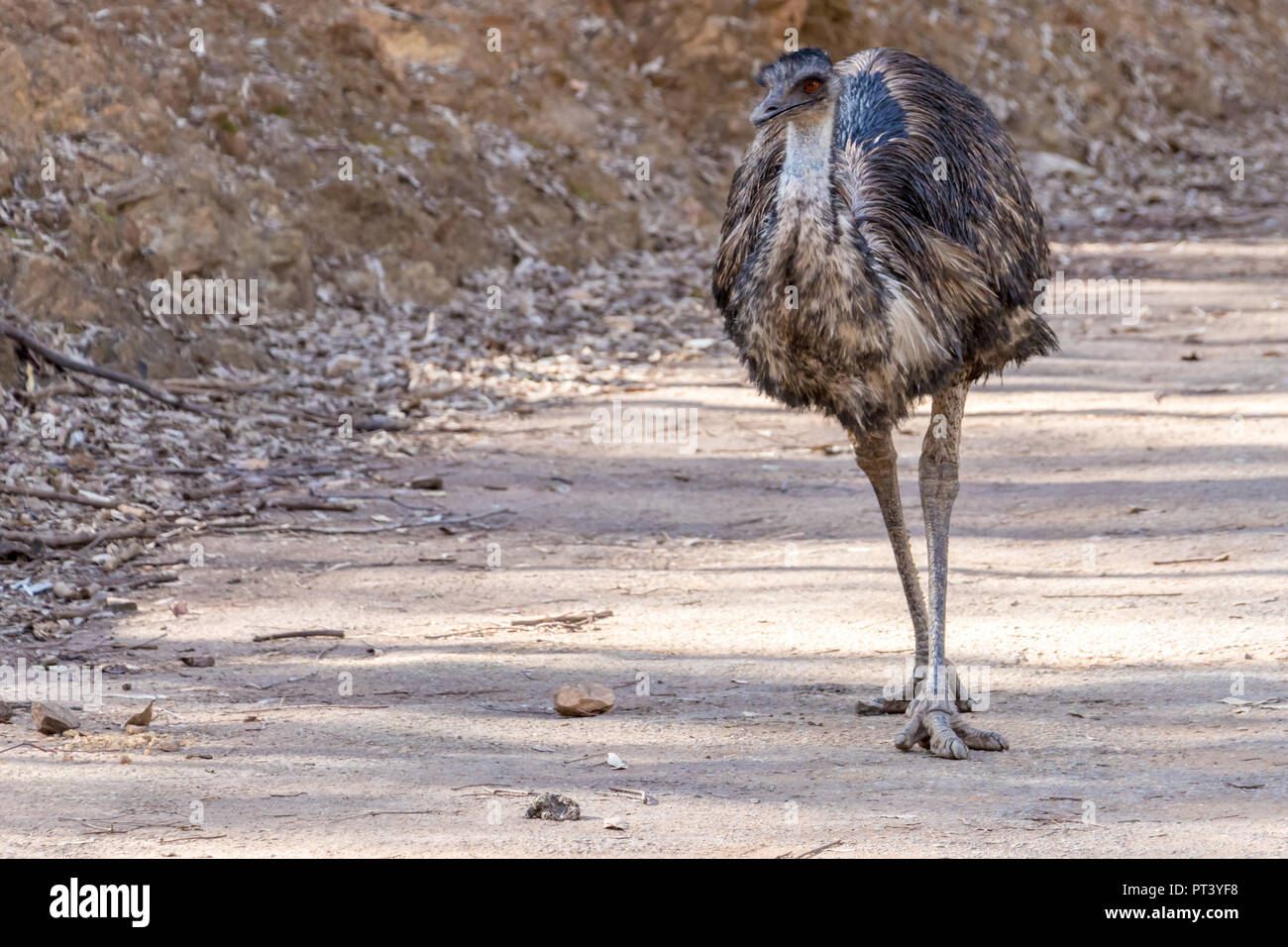 Australia wild Emu in nature reserve Stock Photo - Alamy
