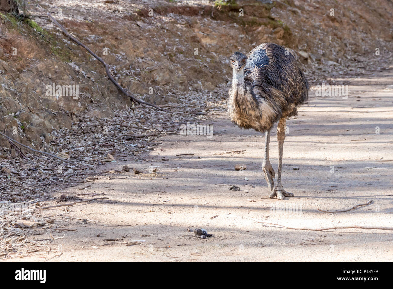Australia wild Emu in nature reserve Stock Photo - Alamy