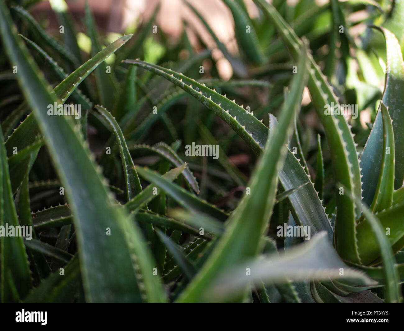 Close-up shot of a wild Aloe Vera plant in Morocco Stock Photo - Alamy
