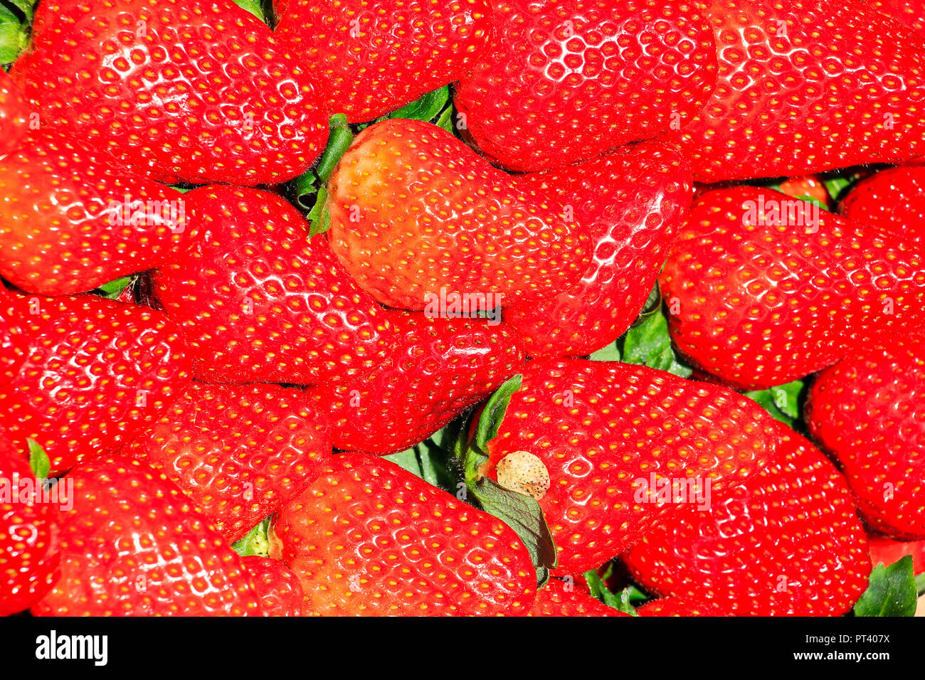 Farm fresh strawberrys Stock Photo - Alamy