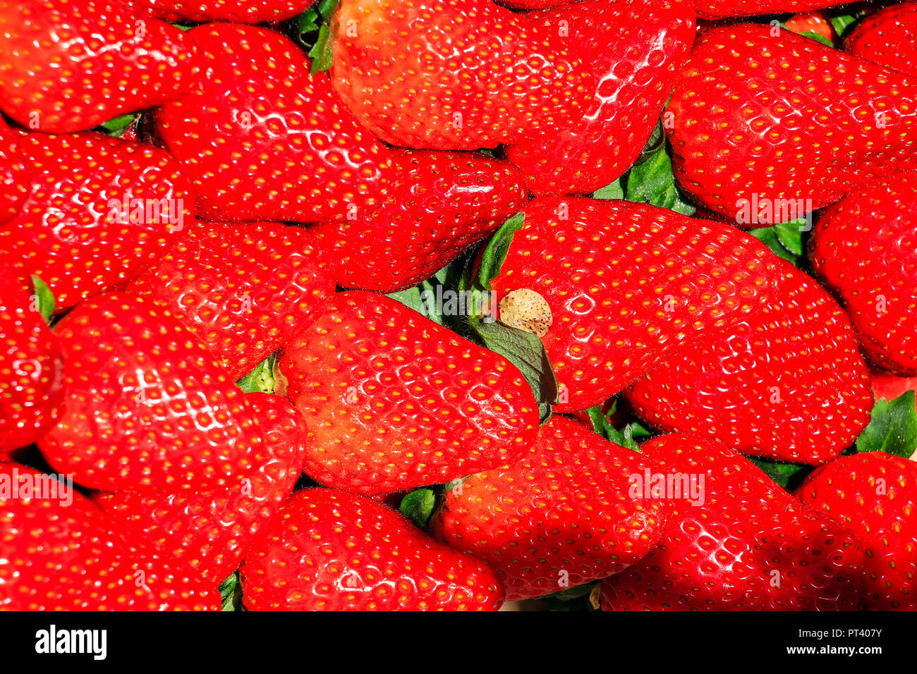 Farm fresh strawberrys Stock Photo - Alamy