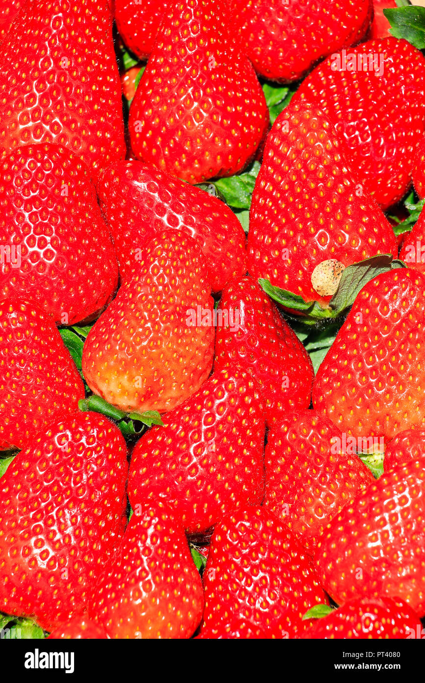 Farm fresh strawberrys Stock Photo - Alamy