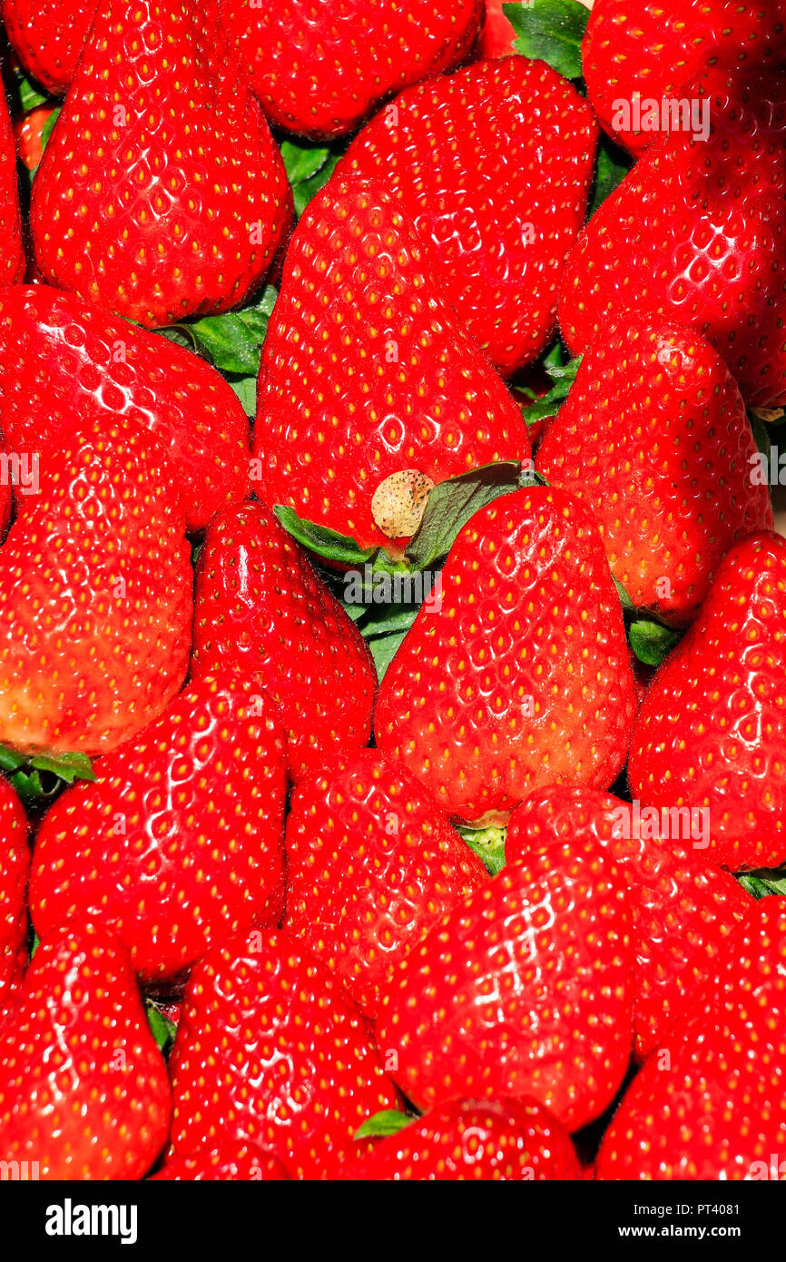 Farm fresh strawberrys Stock Photo - Alamy