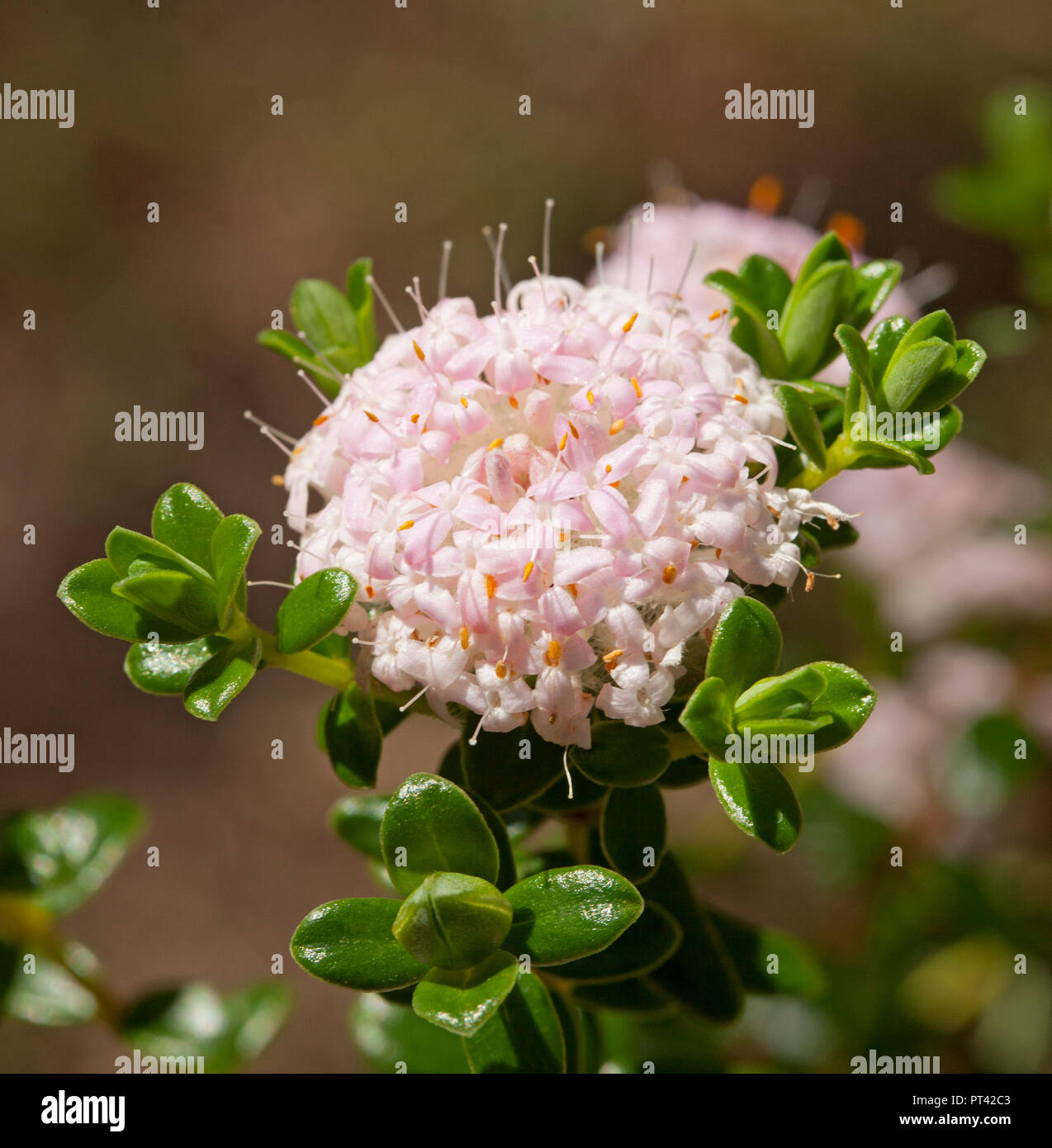 Pale pink flower and dark green leaves of Pimelea ferruginea ...