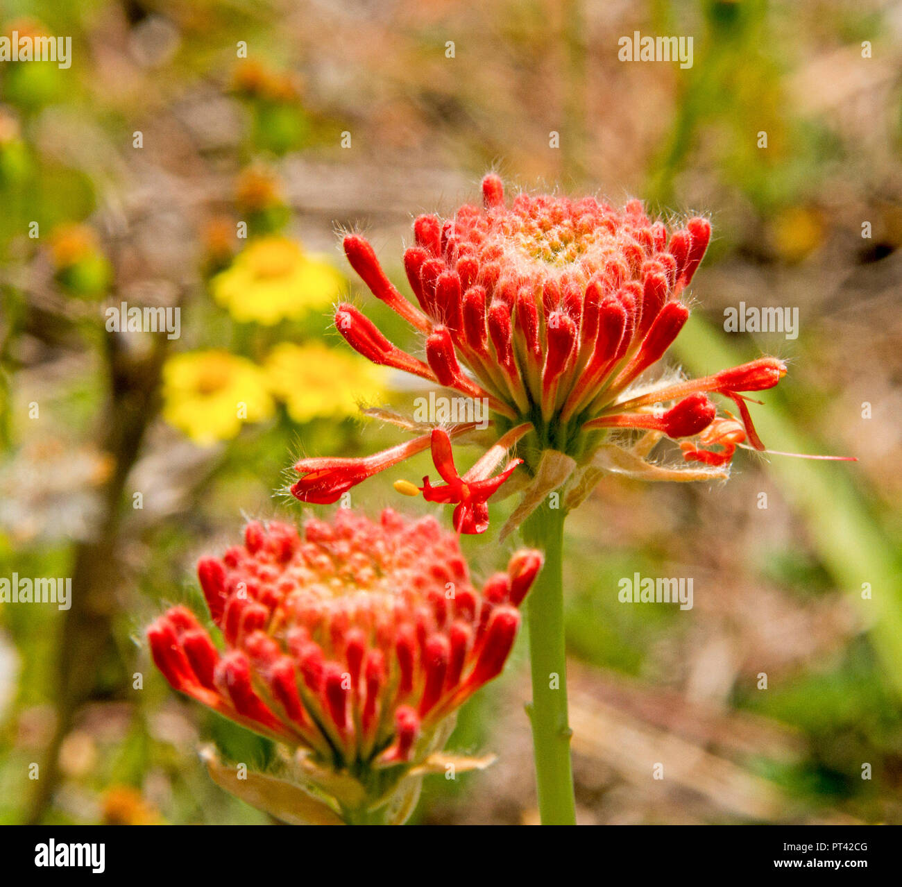Wildflowers Queensland at Patricia Mack blog