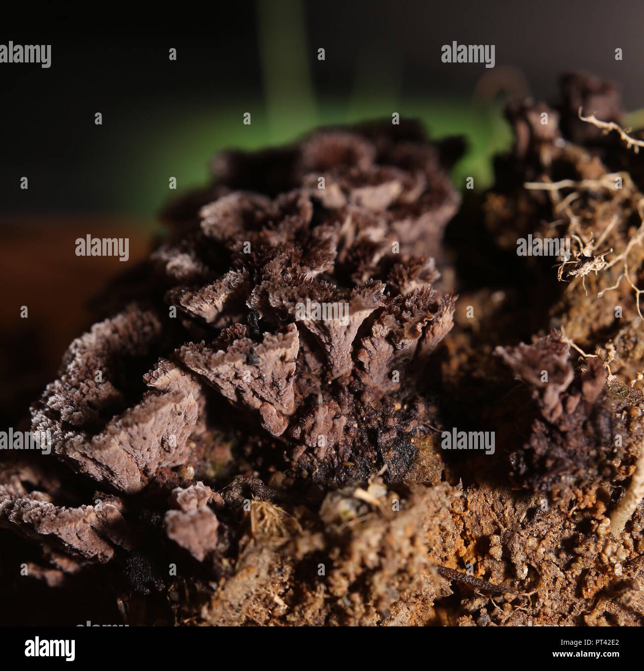 Thelephoraceae hi-res stock photography and images - Alamy