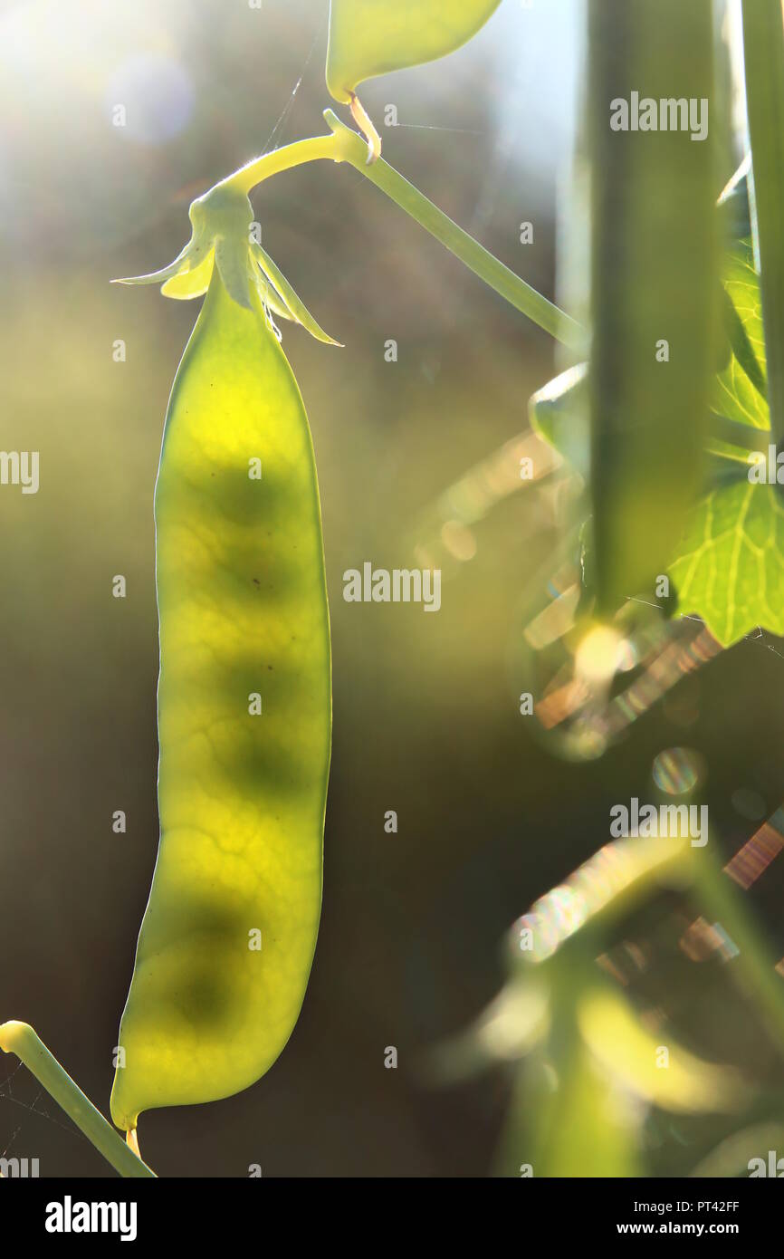 Individual peas hi-res stock photography and images - Alamy