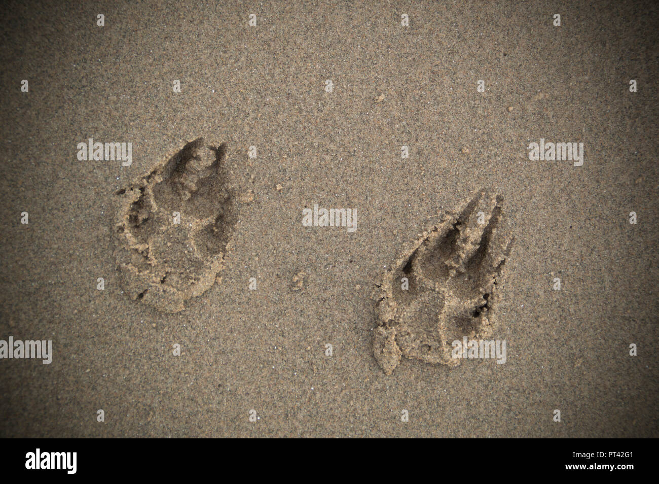 Sandhead hi-res stock photography and images - Alamy