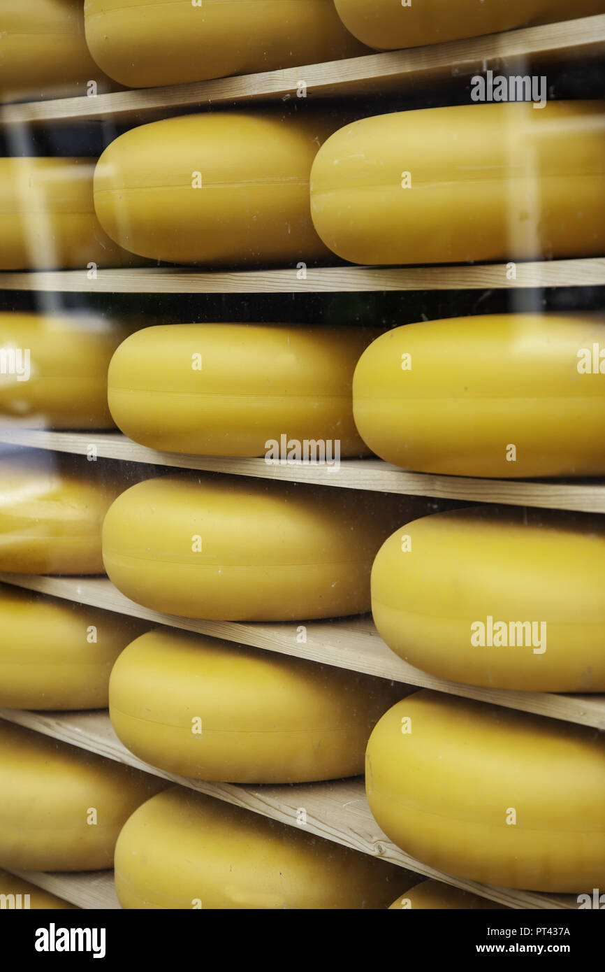 Artisan edam cheese, detail of Dutch cheese making Stock Photo - Alamy