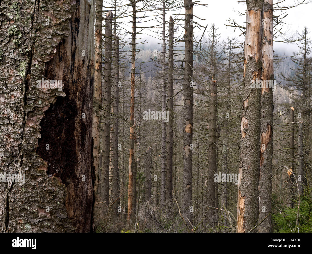 Europe, Germany, Saxony-Anhalt, Harz National Park, spruces infested ...