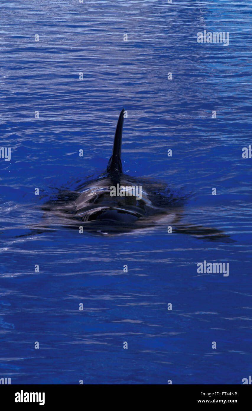 NOT 1069731 KILLER WHALE OR ORCA Orcinus orca largest species of the ...