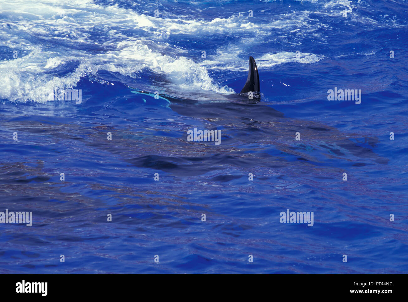 NOT 1069731 KILLER WHALE OR ORCA Orcinus orca largest species of the ...