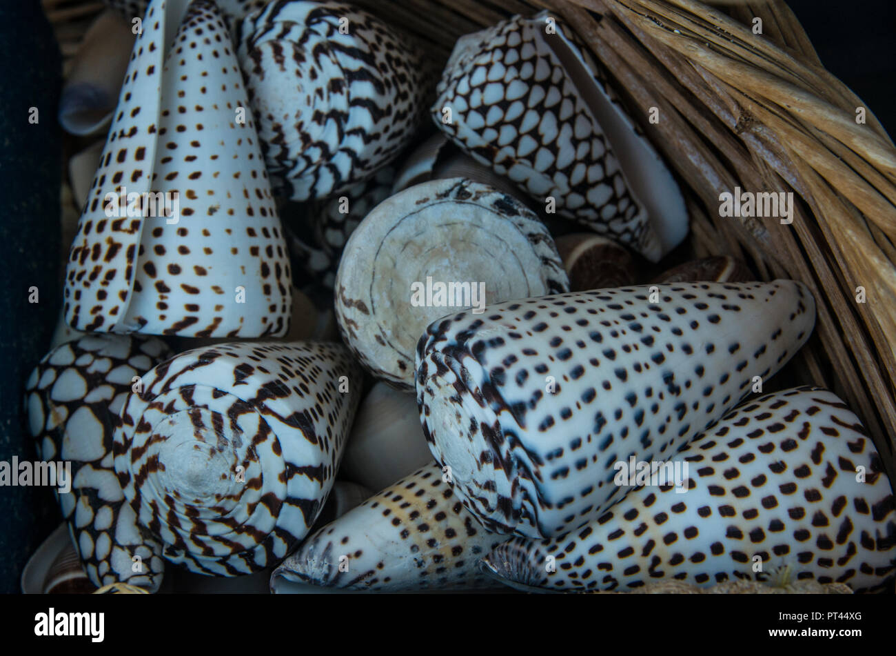 brown spotted cone seashells Stock Photo - Alamy
