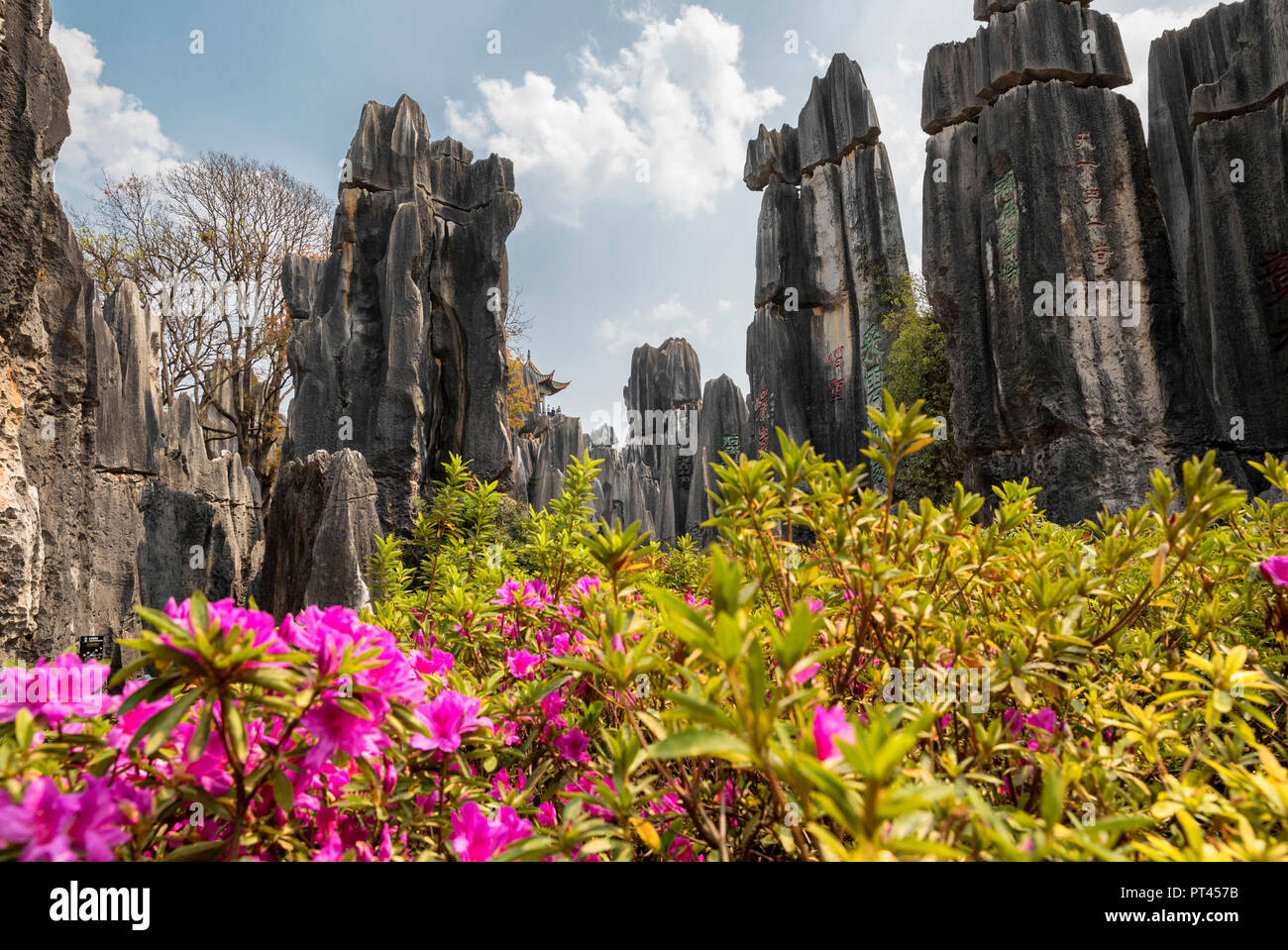 Stone Forest, Shilin, Yunnan, China Stock Photo - Alamy