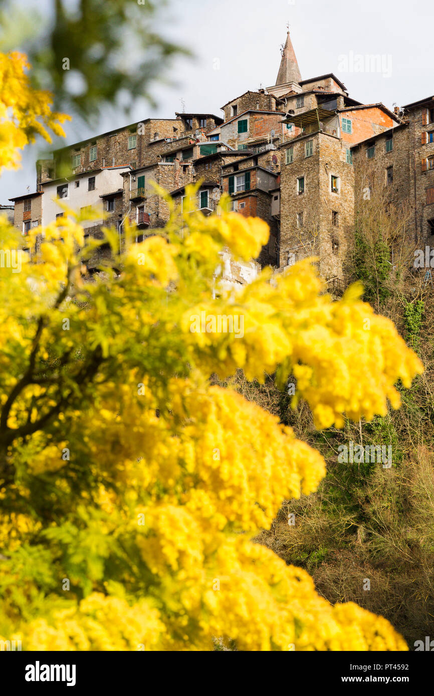 Blooming of mimosa flowers at Apricale, Province of Imperia, Liguria ...